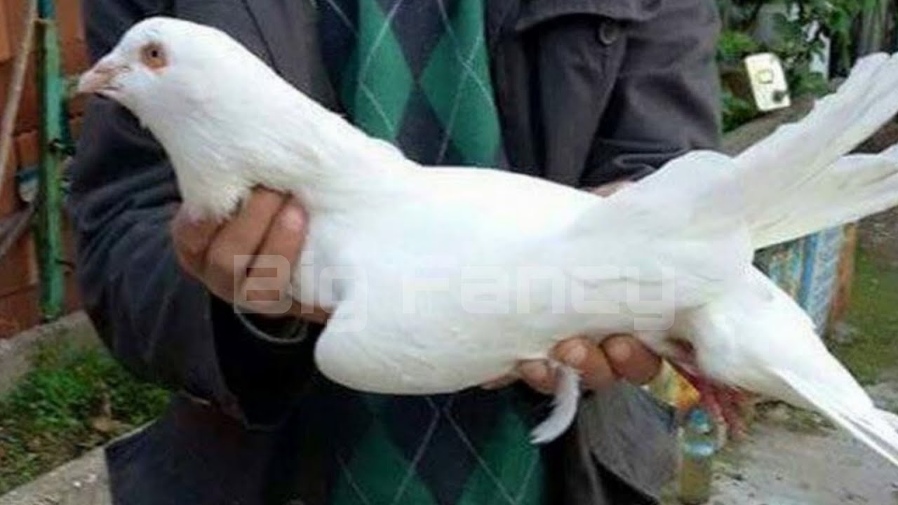 Amazing BEST and BIGGEST pigeon breed loft | fancy pigeon farms - YouTube