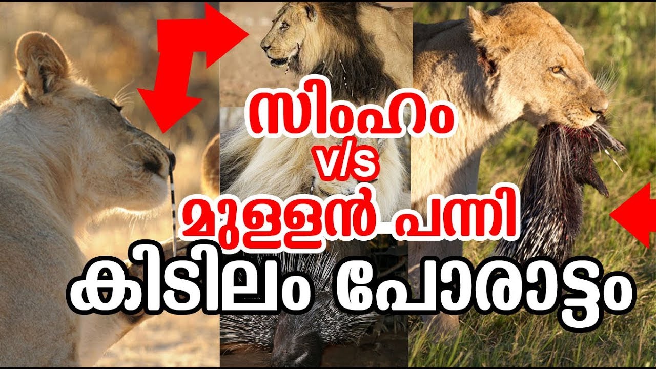 സിംഹം V/S മുള്ളന്‍ പന്നി | Lion V/S Porcupine Fight| Who would Win ...