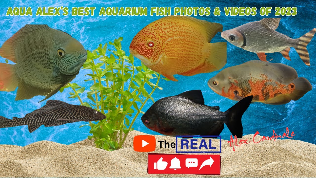 Aqua Alex's Best Aquarium Fish Photos & Videos Of 2023 - YouTube