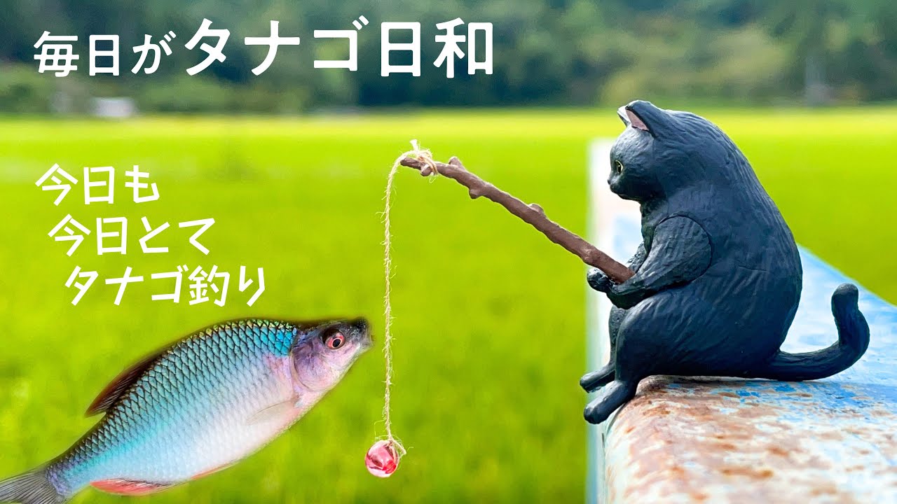 タナゴ釣りを楽しみましょう！ 【tanago micro fishing】@sawayakastyle - YouTube