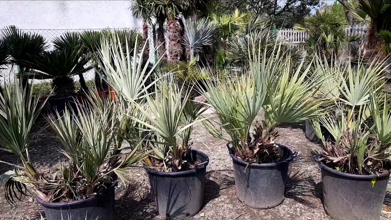 BestpalmTV. Nannorhops ritchiana, Mazari palm. Warto się zainteresować ...