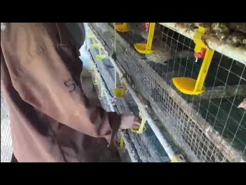 Kelompok 3 sanitasi kandang ayam dan puyuh - YouTube