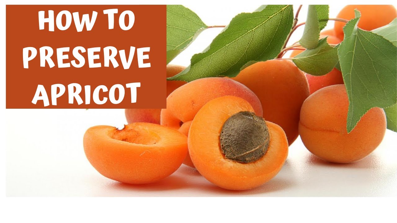 HOW TO PRESERVED APRICOT FRUITS | ALBICOCCA - YouTube