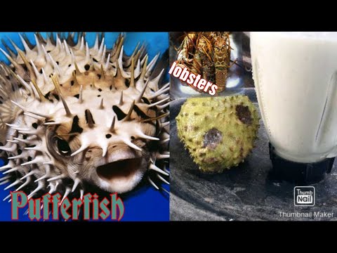 Poisonous Pufferfish N lobsters run down N dumpling banana yam catch ...