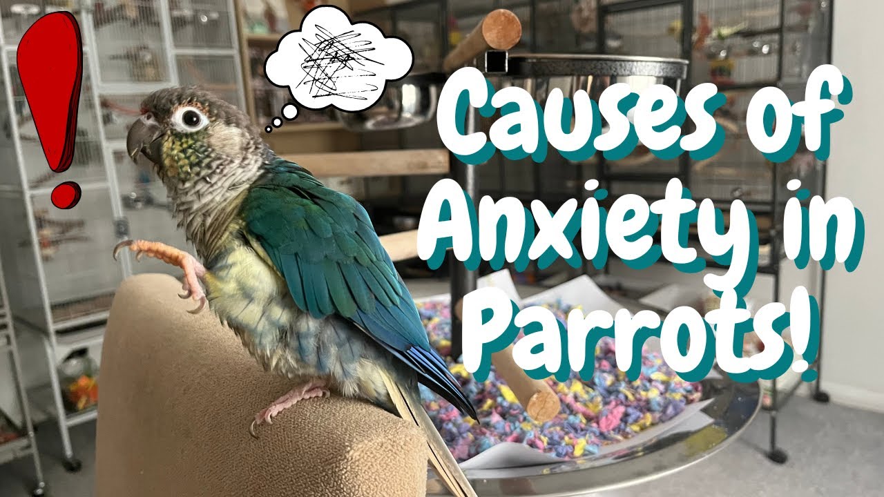 Causes Of Anxiety & Stress In Parrots | TheParrotTeacher - YouTube