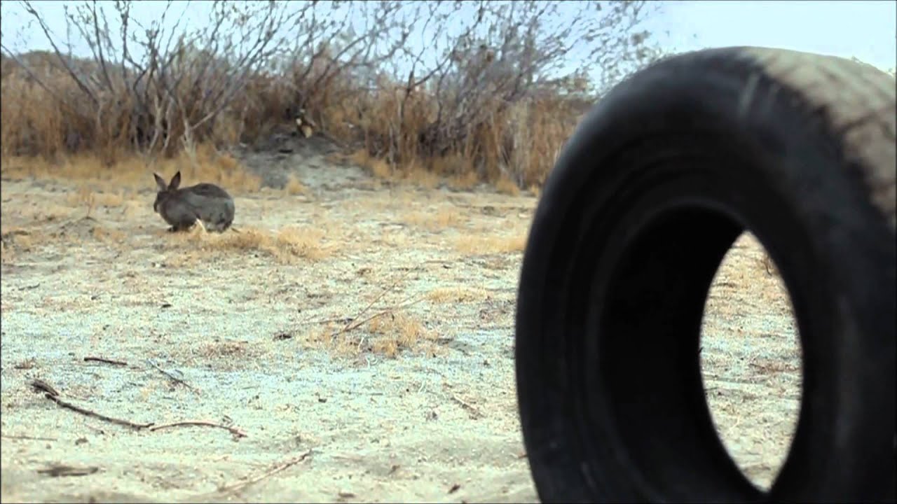 Rabbit Explodes - YouTube