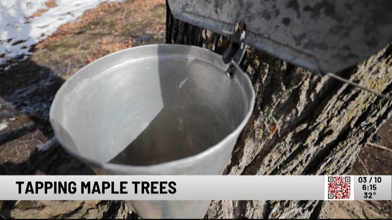 Tapping Maple Trees: A Local Annual Tradition on Showcase - YouTube