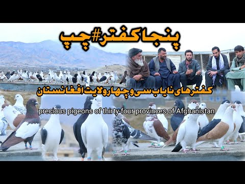 پنجا کفتر #چپ | کفتر نایاب سی و چهار ولایت | precious pigeon of thirty-four provinces of Afghanistan