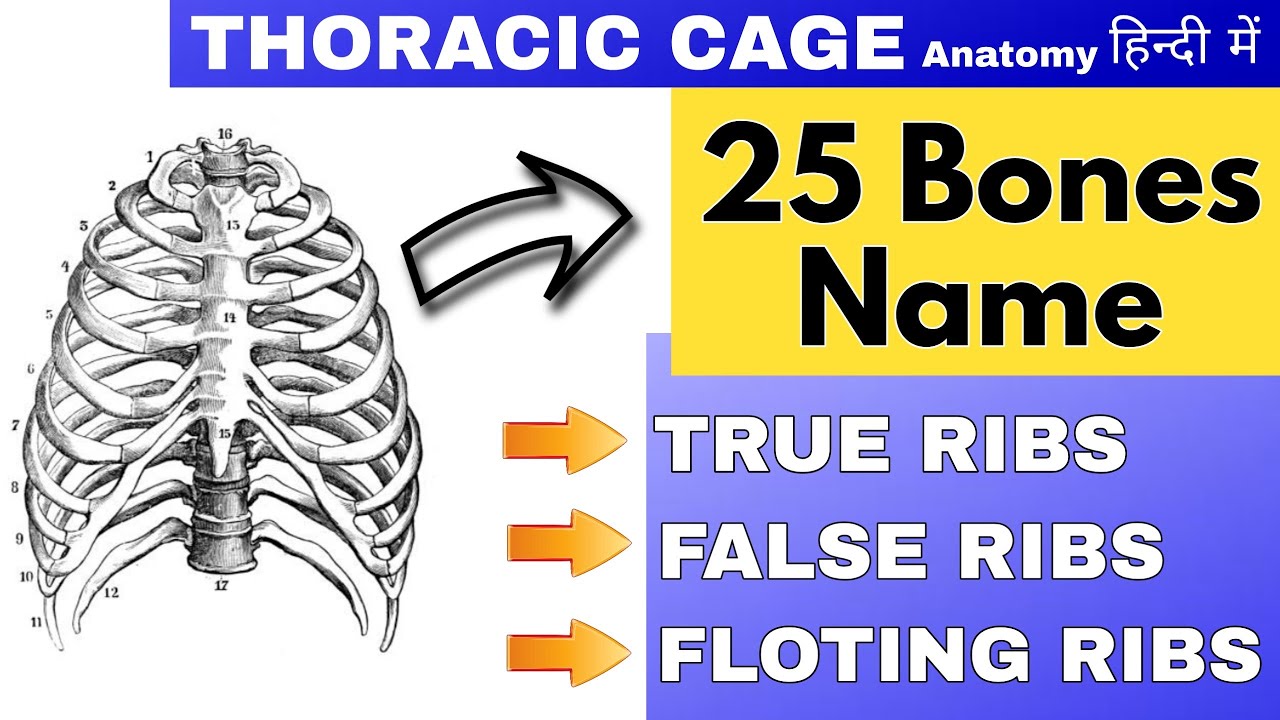 25 Thoracic Cage bones | True ribs, False ribs, Floating ribs, Sternum ...