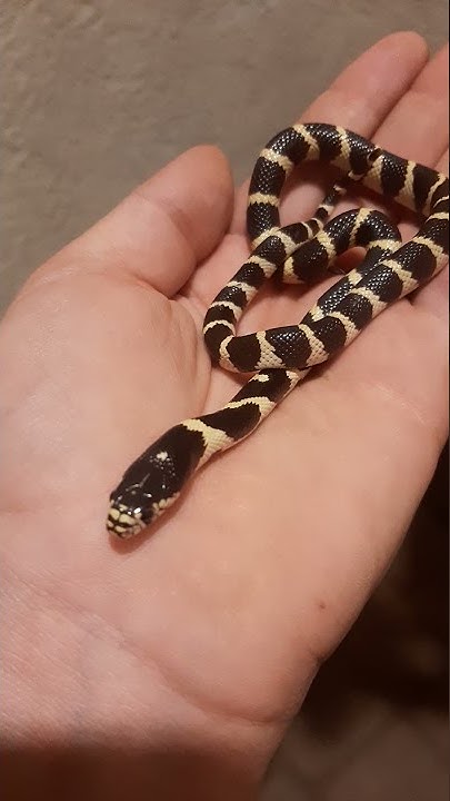 found a baby king snake by my front door - YouTube