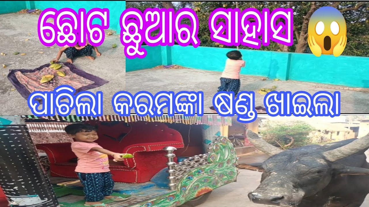 ପାଚିଲା karamanka ଷଣ୍ଡ ଖାଇଲା - YouTube
