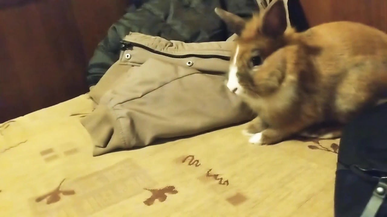 [SHOCK] Vicious rabbit attack - YouTube