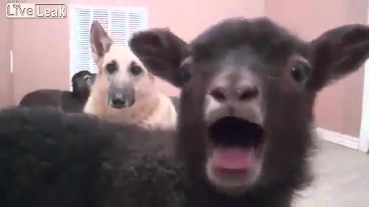 the Derpy Goat sings - YouTube
