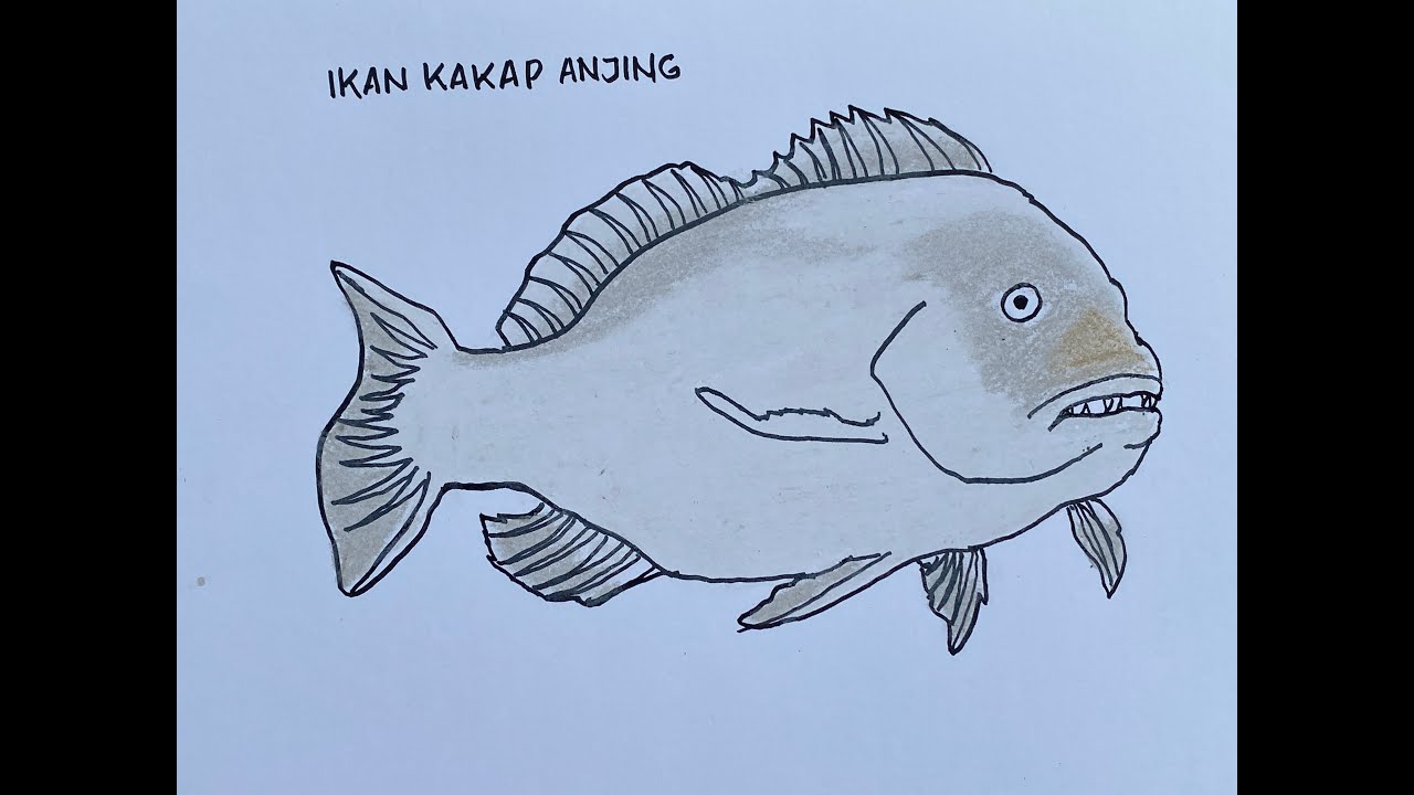 Menggambar Ikan Kakap Anjing ǀ Drawing ǀ Fish - YouTube
