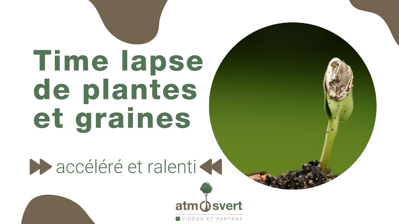 Voir une plante pousser en accéléré - YouTube