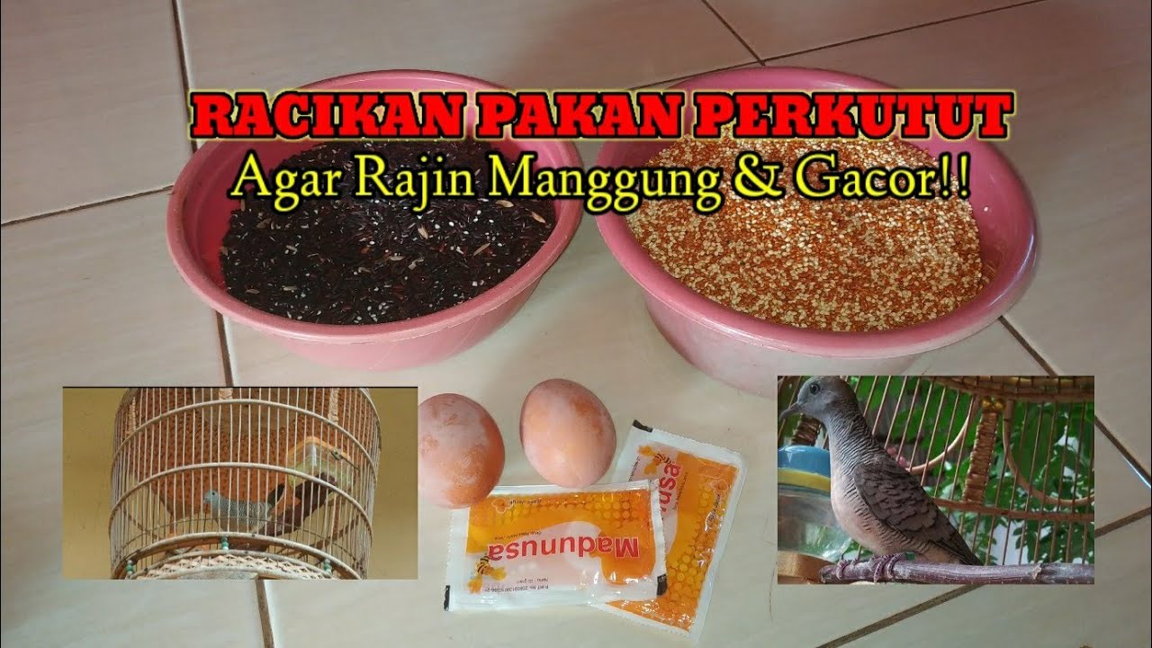 CARA MEMBUAT/ MERACIK PAKAN PERKUTUT AGAR BURUNG PERKUTUT MENJADI GACOR ...