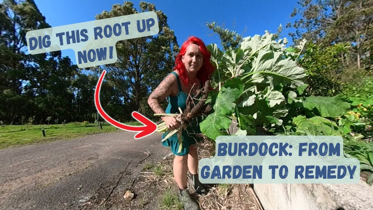 Harvesting Burdock Root: Grow, Use & Medicinal Benefits - YouTube