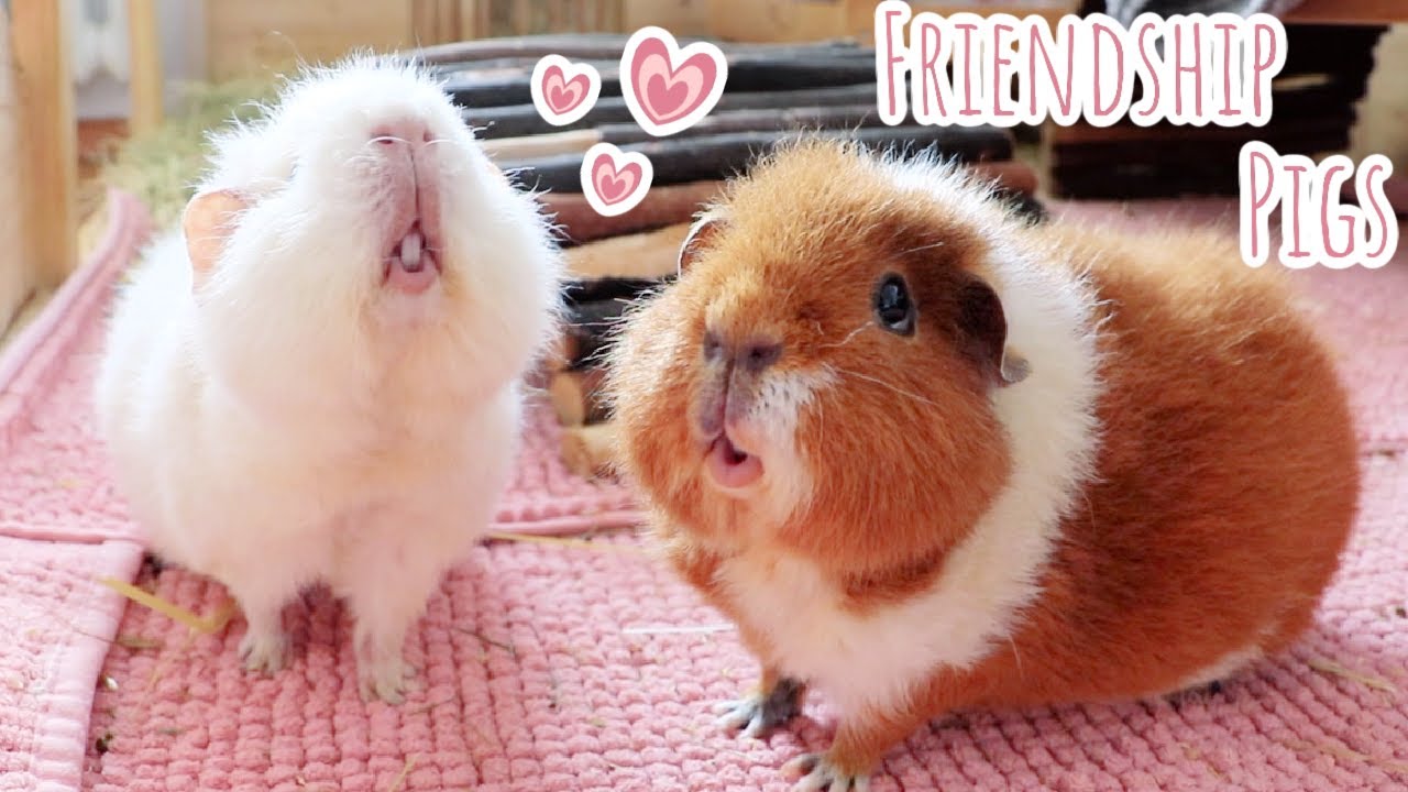 My Guinea Pig Found A Friend! - YouTube