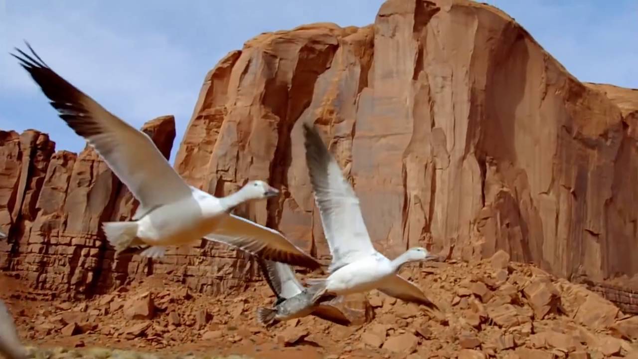 Trailer - Earth Flight - YouTube