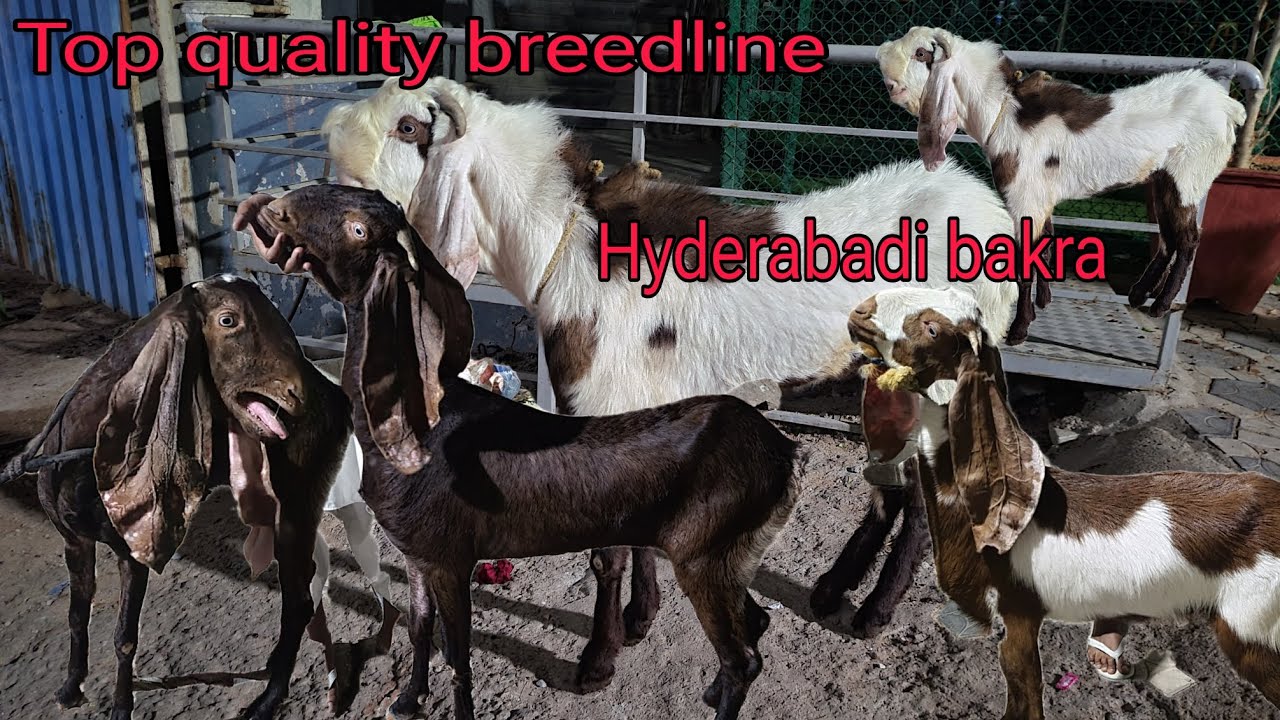 Top quality breedline Hyderabadi bakra available | Hyderabadi goats 🐐 ...