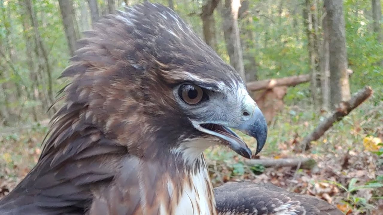 My redtail hawk catching squirrels - YouTube