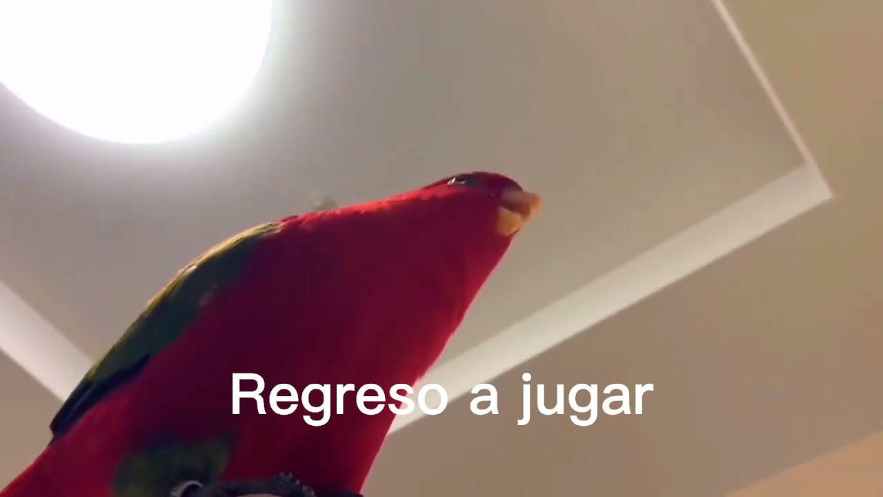 Loro rojo meme - YouTube