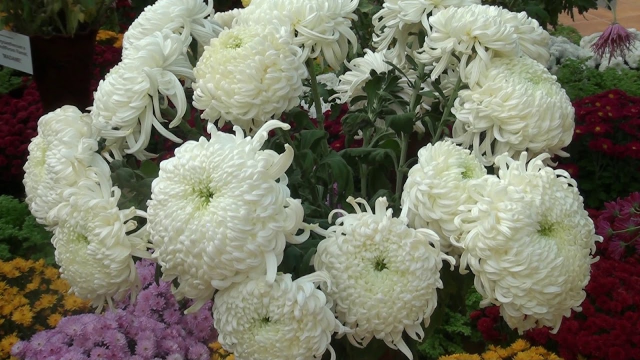 Din florile toamnei la Gradina Botanica din Iasi - YouTube