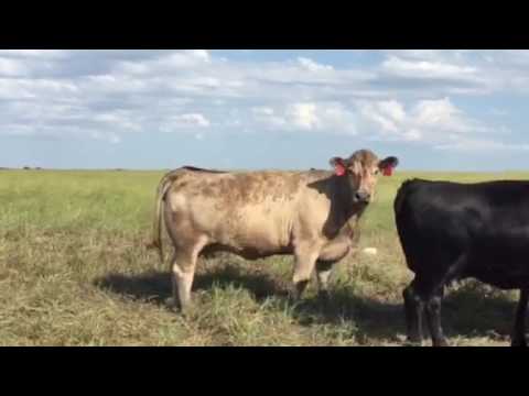 Fall Calving SimAngus, Maine Angus , and Charolais Cross Cows - YouTube