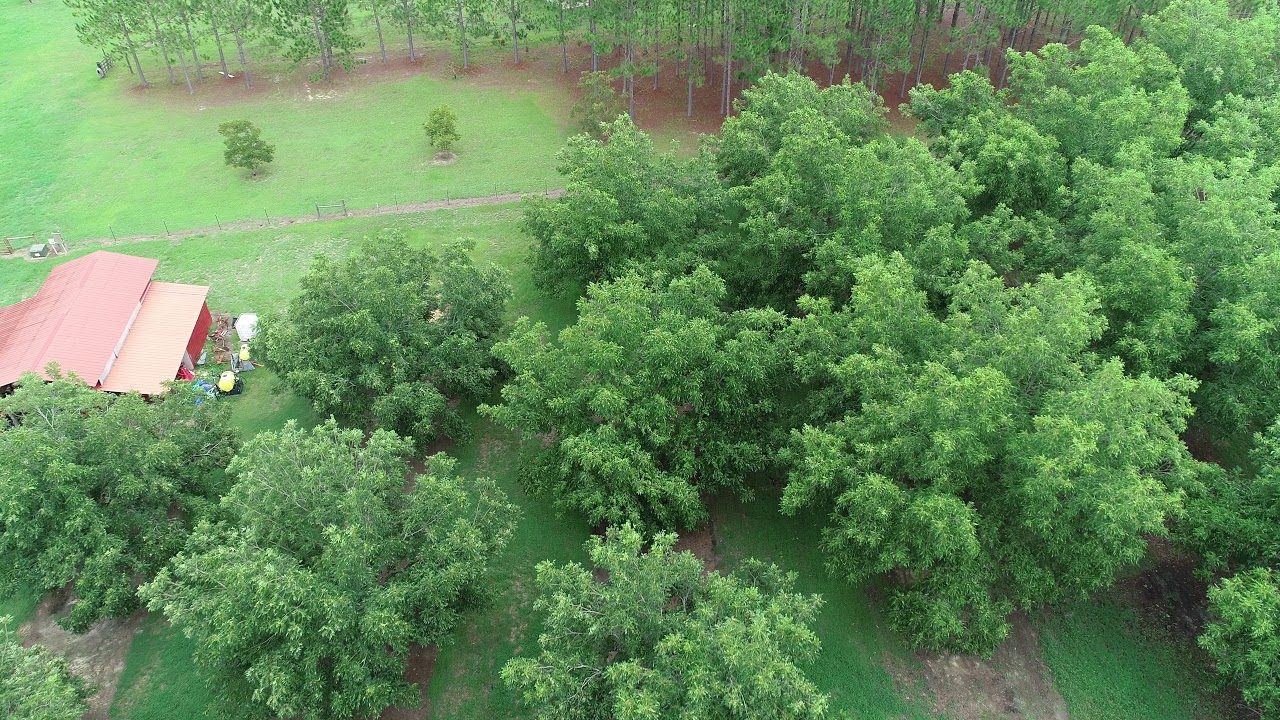 Pecan Grove inspection - YouTube