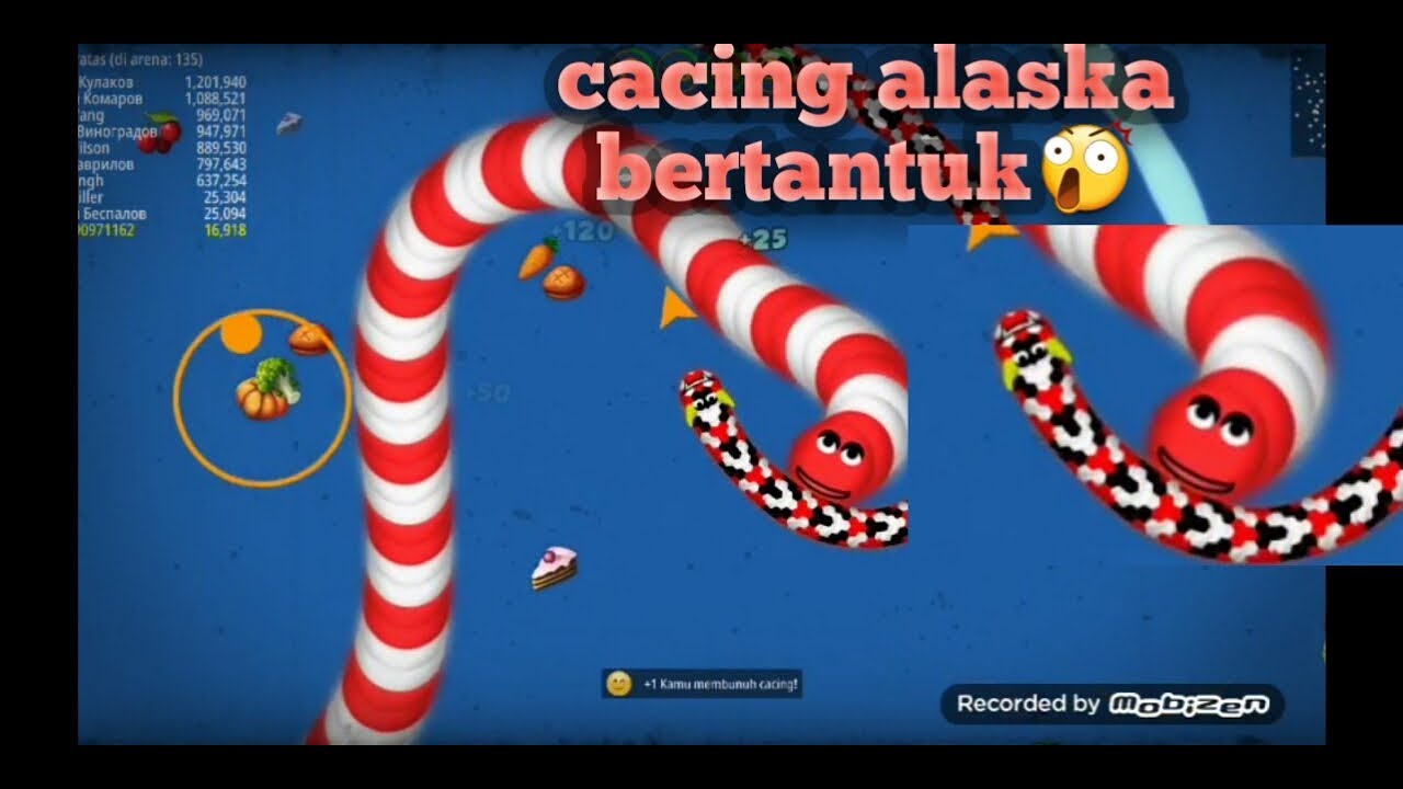Cacing alaska bertanduk😲#gemes wromzone - YouTube
