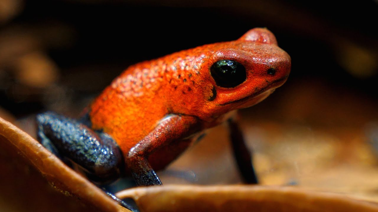 Colors Of The Frogs and Toads- 4k/30fps HDR (ULTRA HD) - YouTube