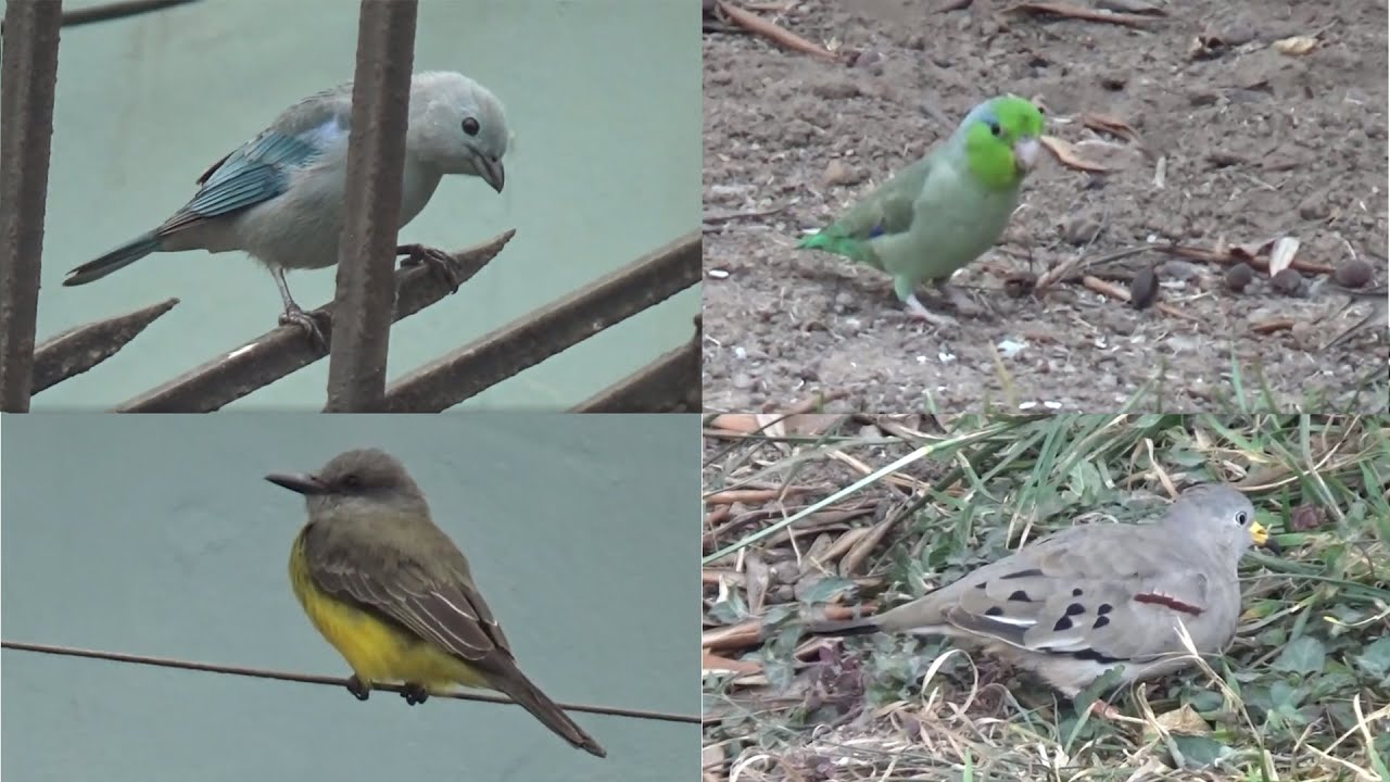 Compilación aves de lima - YouTube