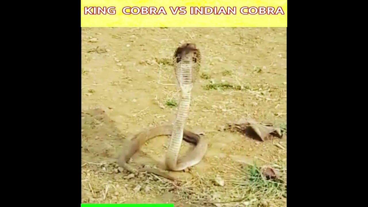 INDIAN COBRA VS KING COBRA #arzootalk #shot #trending #animals #snake ...