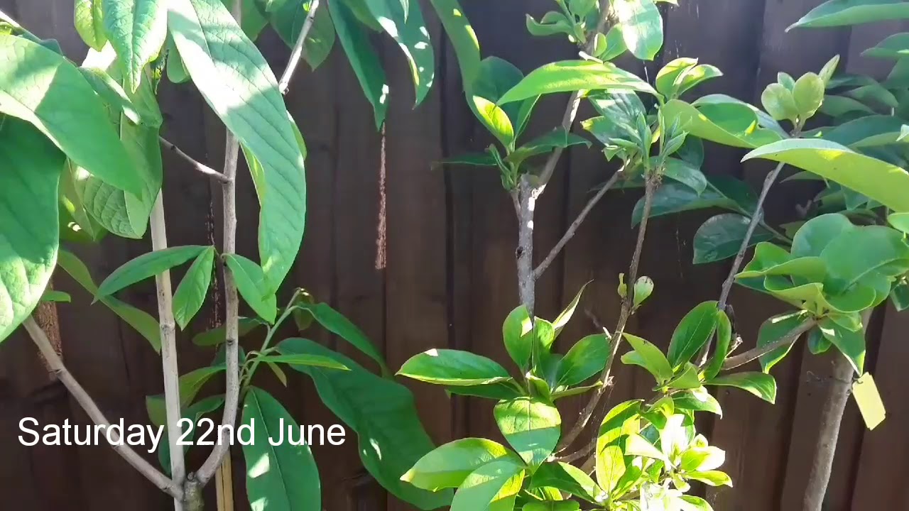 Persimmon Rojo Brillante flowering in the UK - YouTube