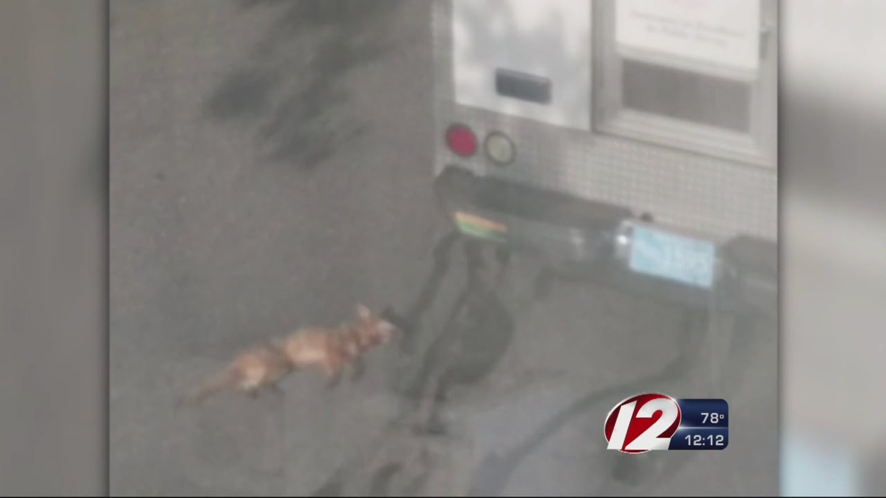 Rabid Fox Attacks Several People, Animals in Framingham - YouTube