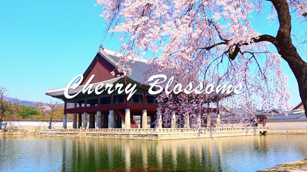 Cherry Blossoms in Korea (Gyeongbokgung) - YouTube