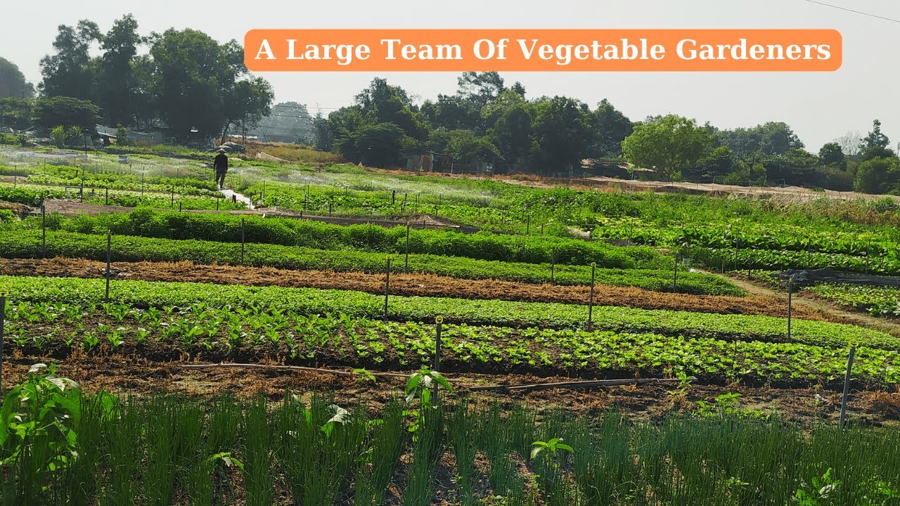 Gardening Team Of Many People For A Huge Vegetable Garden - YouTube