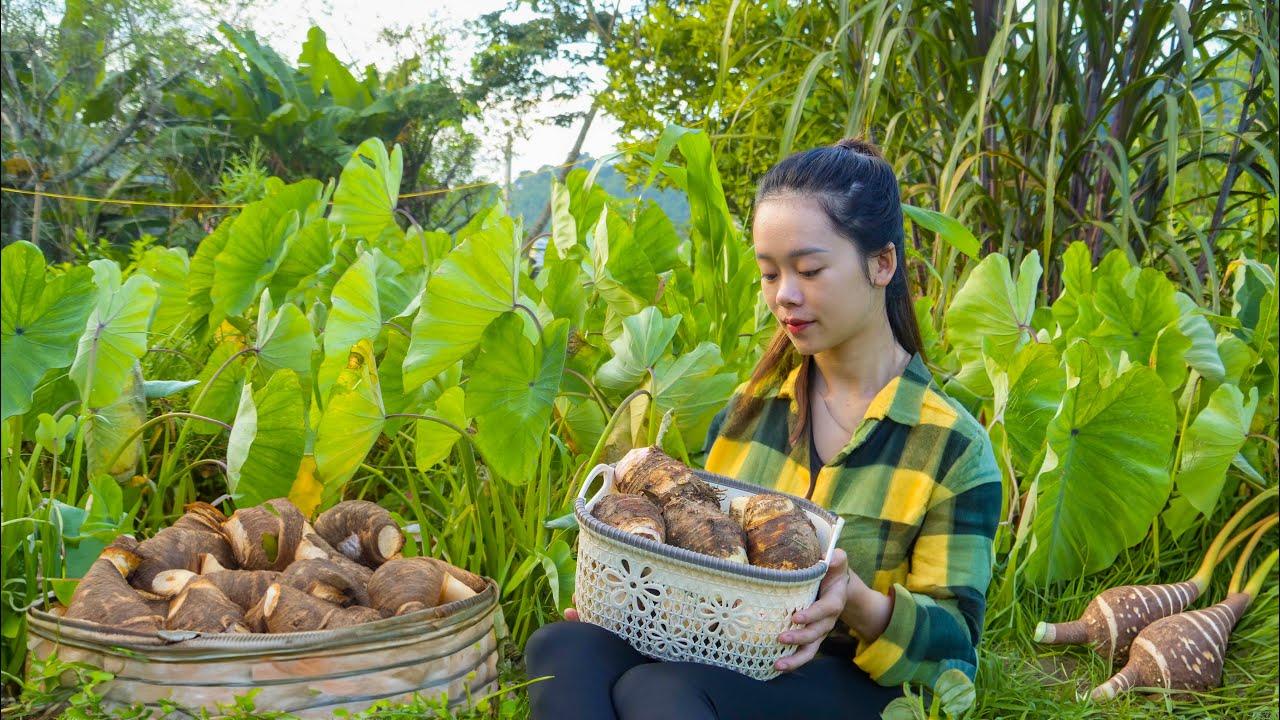 The last season of taro harvesting, Yummy taro root cooking ...