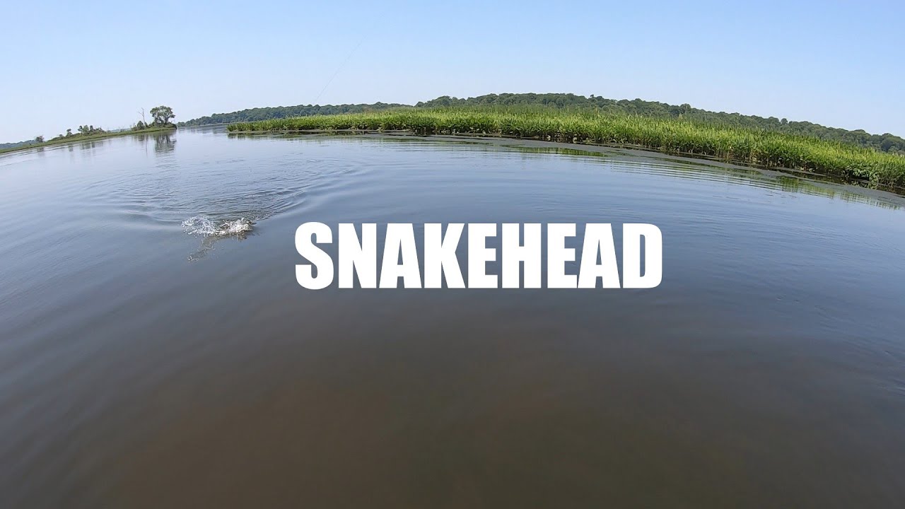 Client Catches First Northern Snakehead - Potomac River - YouTube
