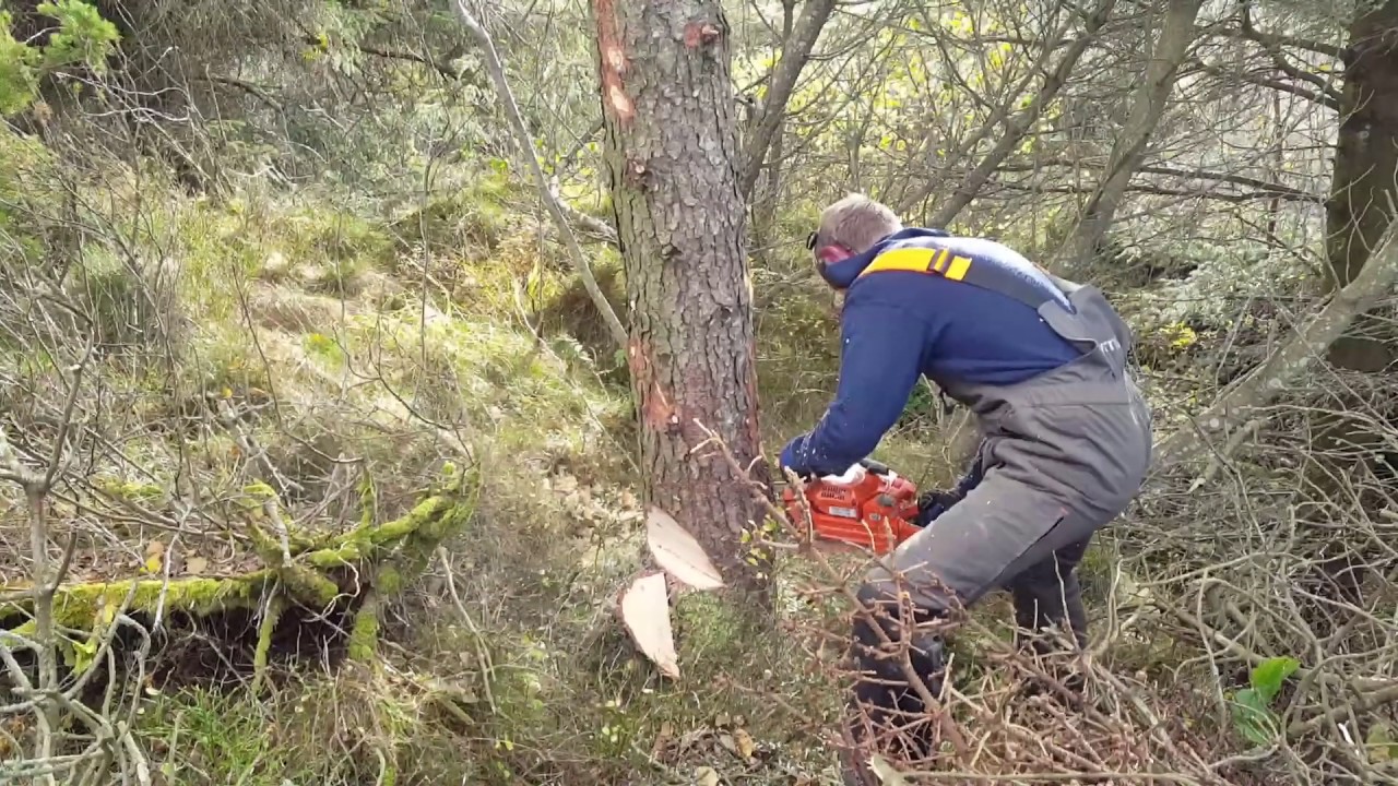 A compilation of falling trees - YouTube