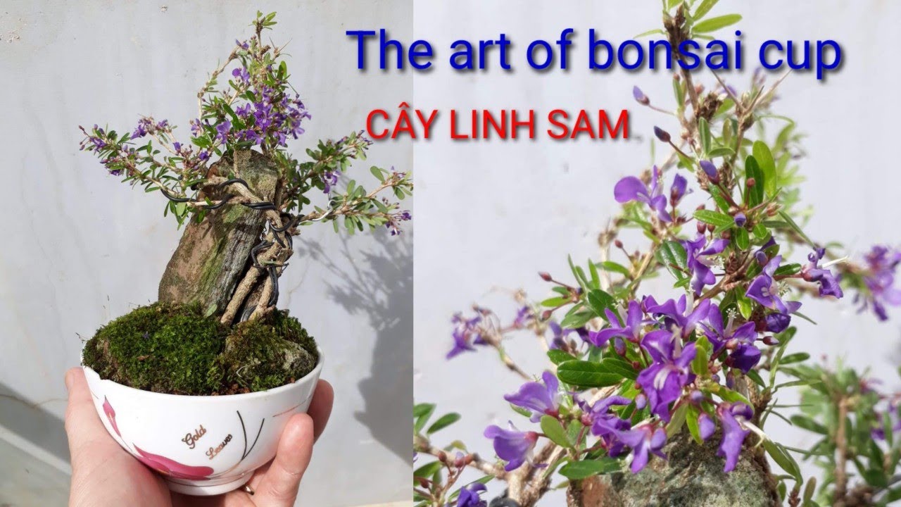 HƯỚNG DẪN CÁCH TRỒNG VÀ CHĂM SÓC BONSAI MINI LINH SAM HẠT GẠO - YouTube