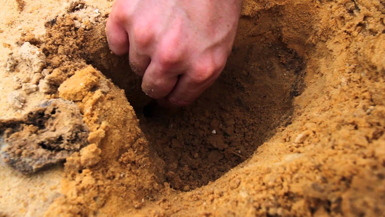 Bug Bytes - Digging For Dung Beetles - YouTube