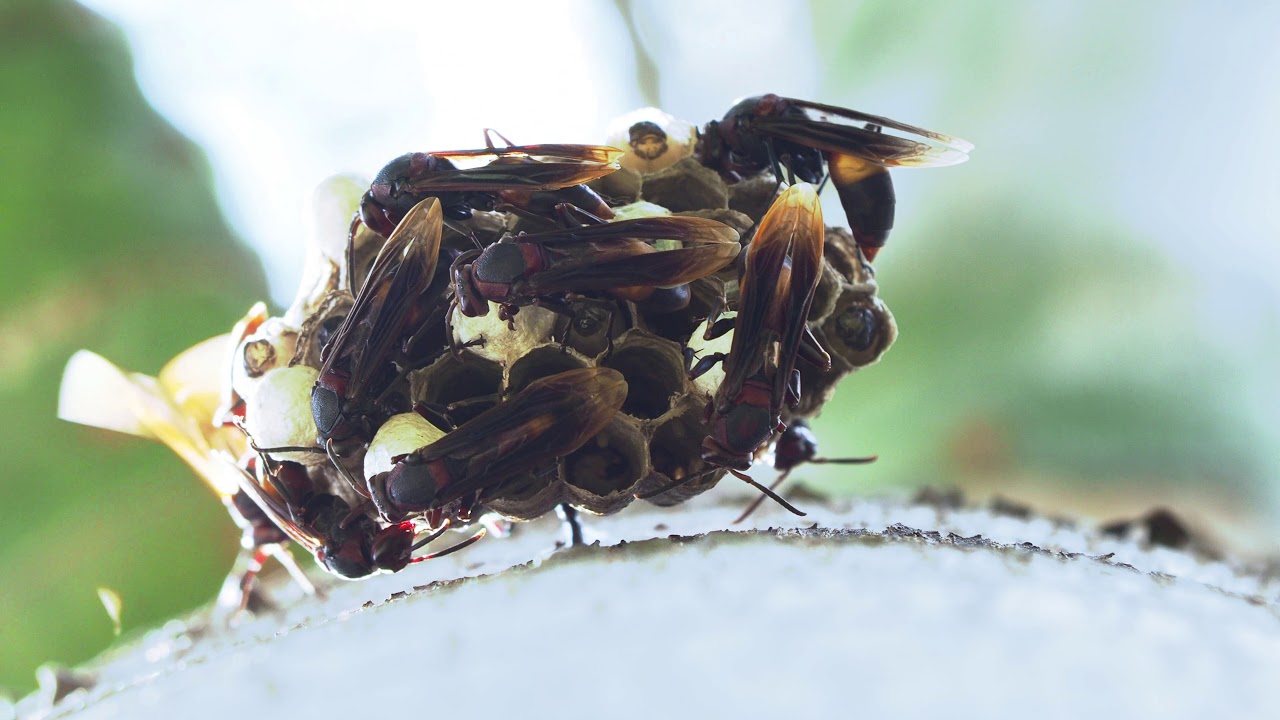 A bunch of wasp around its nest hanging from tree in Thailand. - YouTube