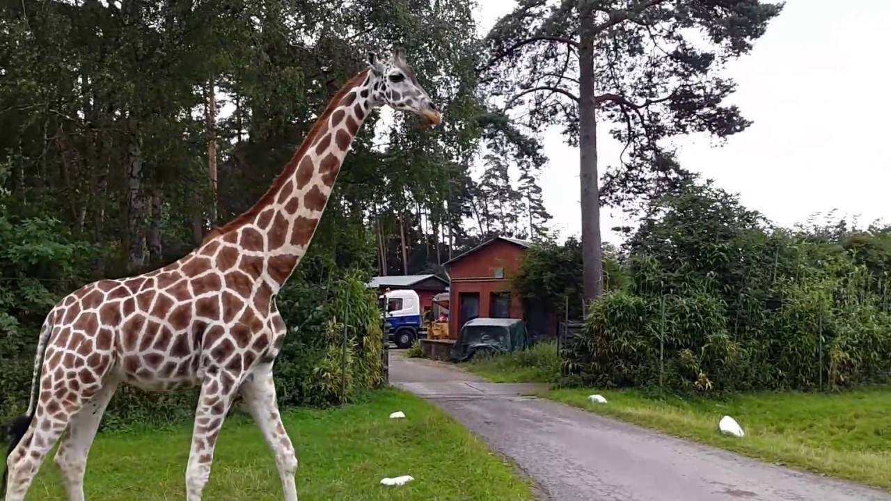 Serengeti Park Hodenhagen Germany 2016 - YouTube