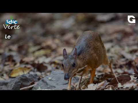 Le chevrotain aquatique - YouTube