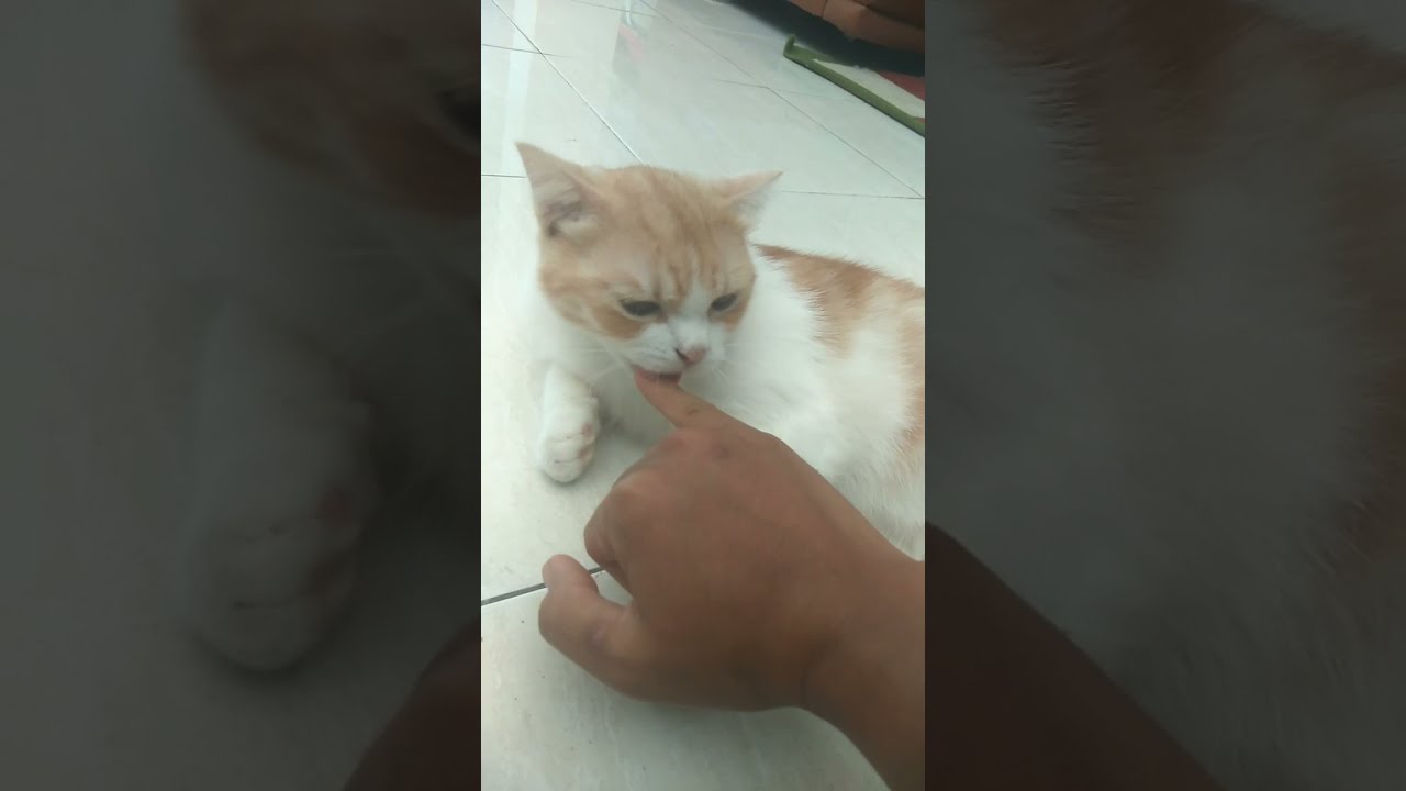 SERAM..KUCING PEMAKAN JARI - YouTube