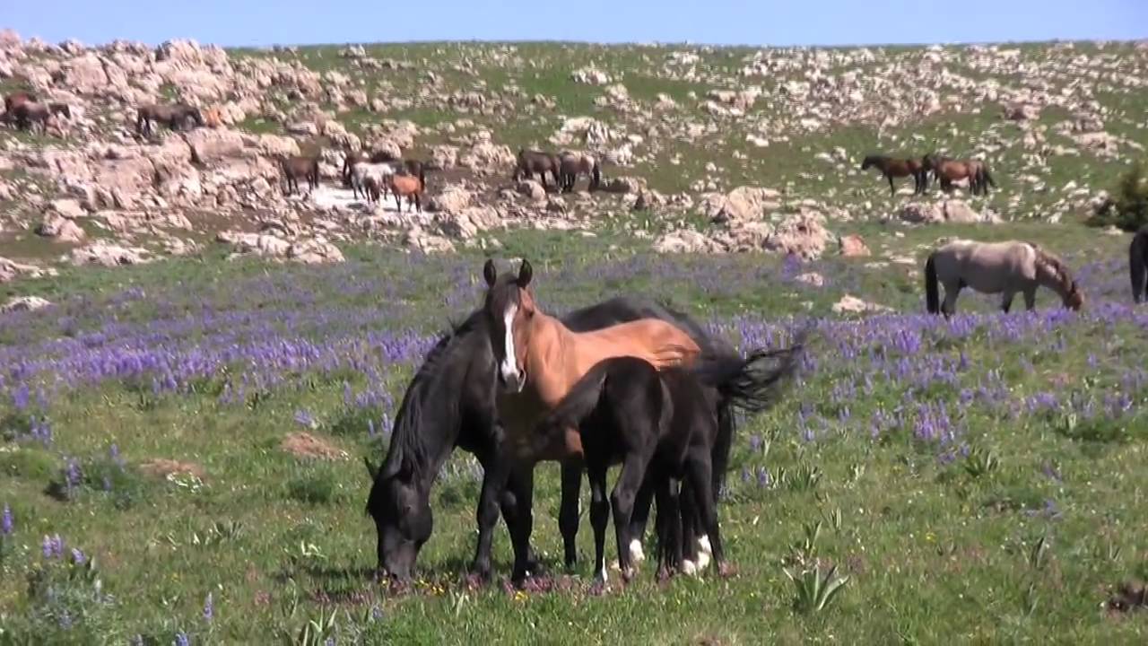 The Wild Horses of Pryor Mountain, Montana - YouTube