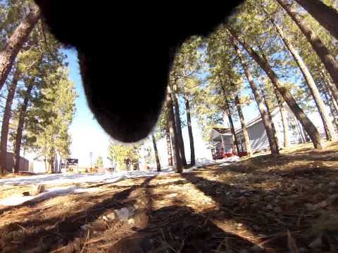 dog cam