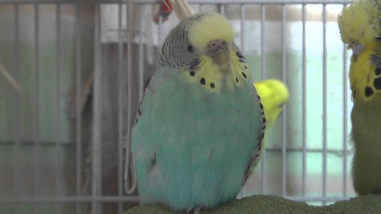 Worst Budgie/Parakeet Molt (Finished Molting) - YouTube
