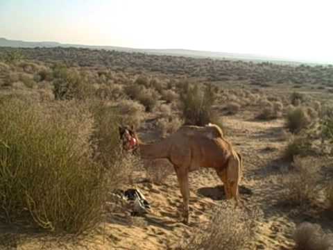 The Camel Sings Happy Birthday - YouTube